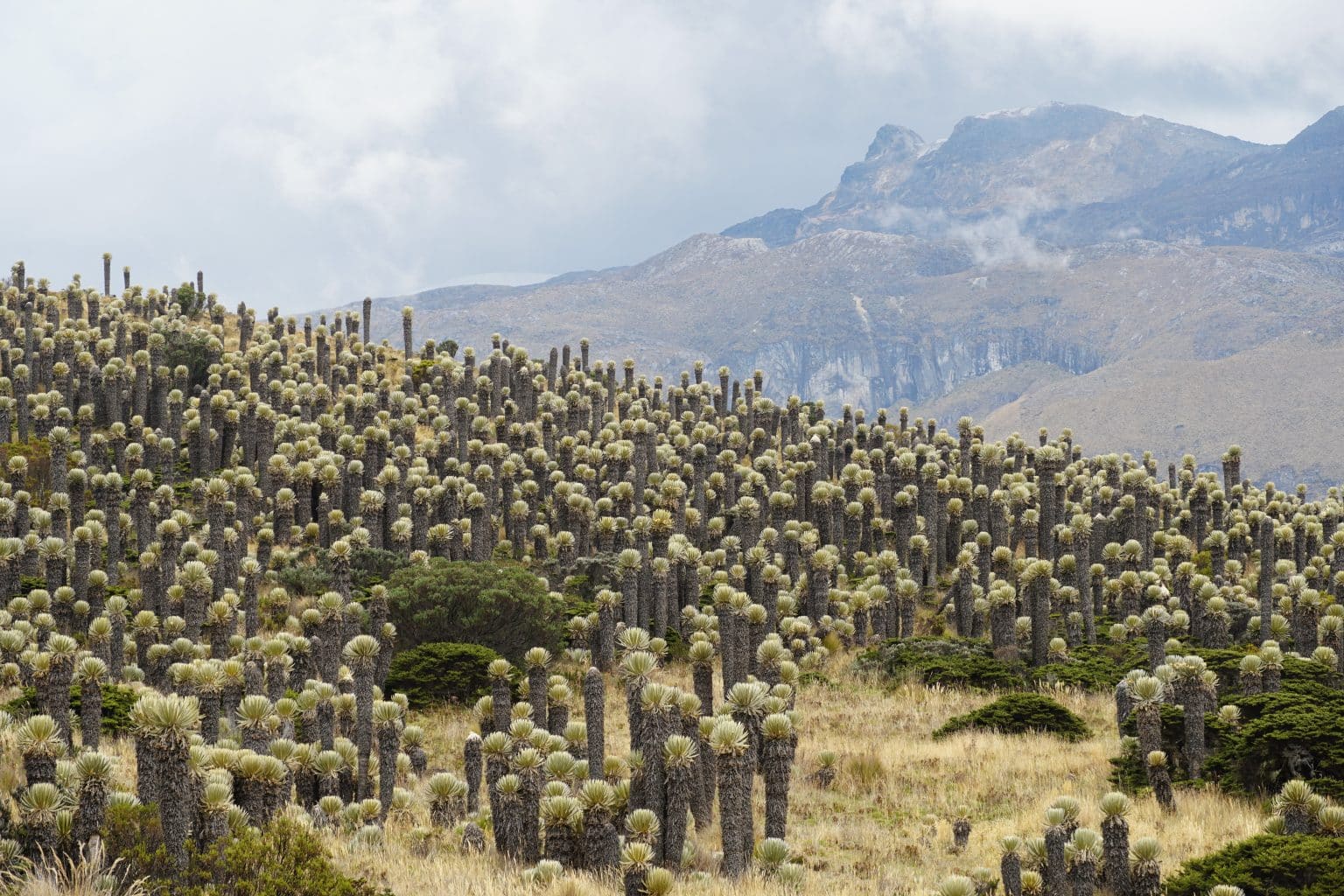 Cocora Valley Trek | Los Nevados Highligths | Expedition Colombia