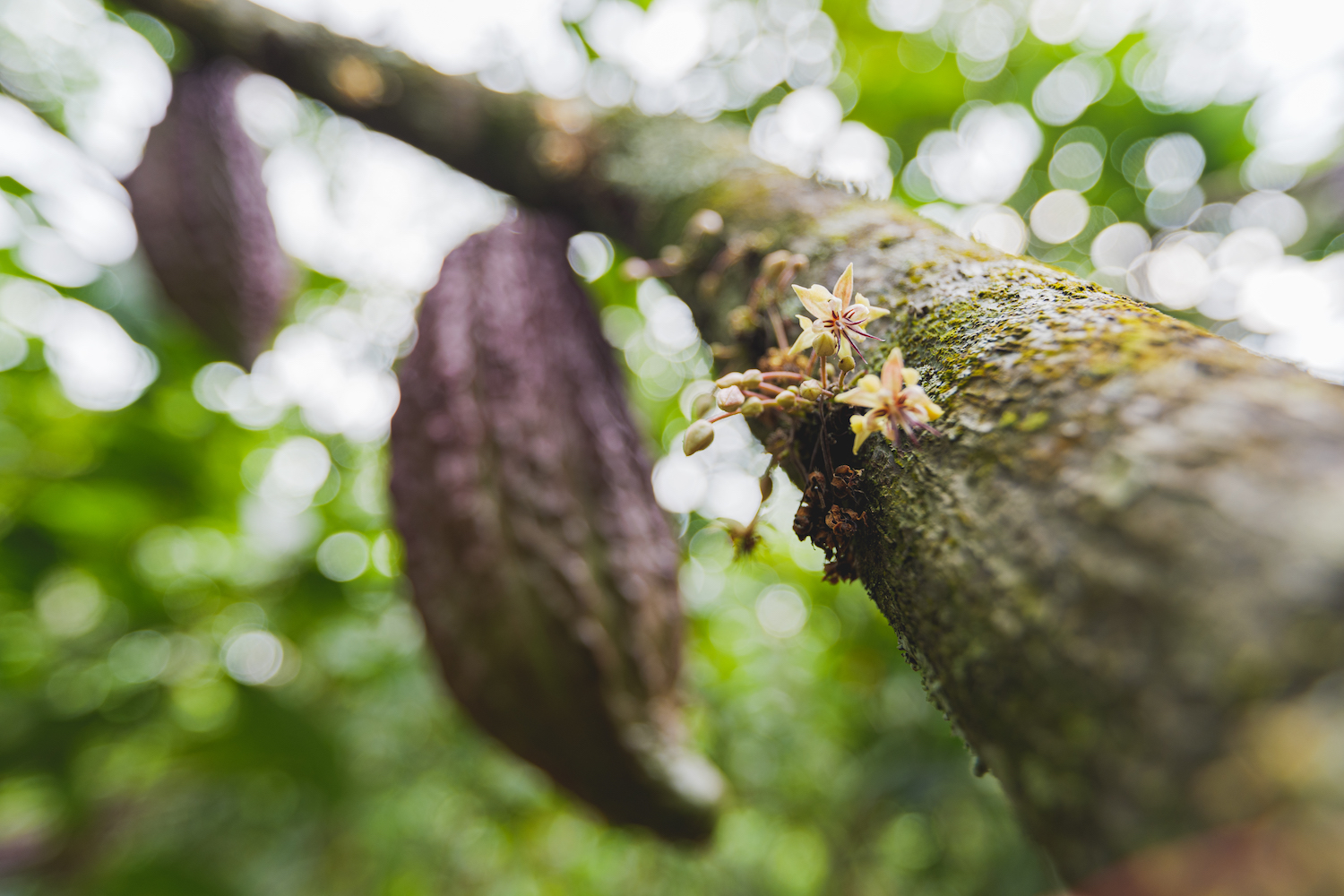 Cacao Tour | Medellin | Chocolate Farm | Expedition Colombia